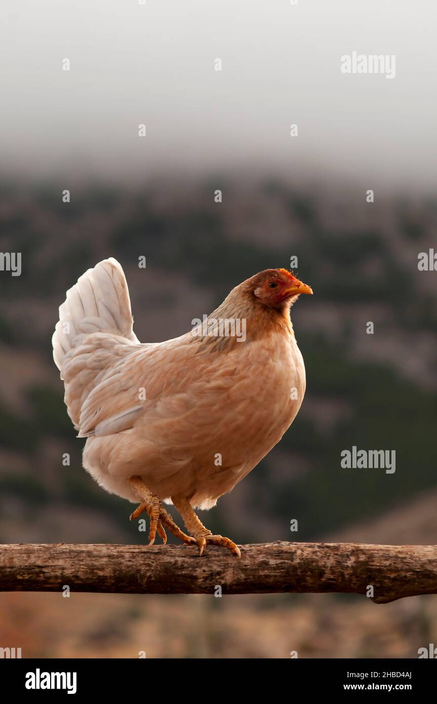 The rooster and hen are the domestic subspecies of the Gallus gallus ...