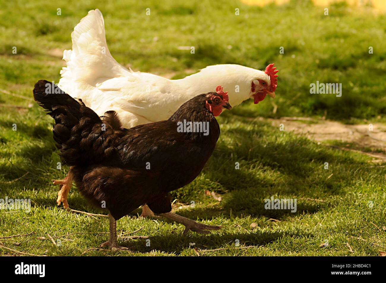 The rooster and hen are the domestic subspecies of the Gallus gallus ...
