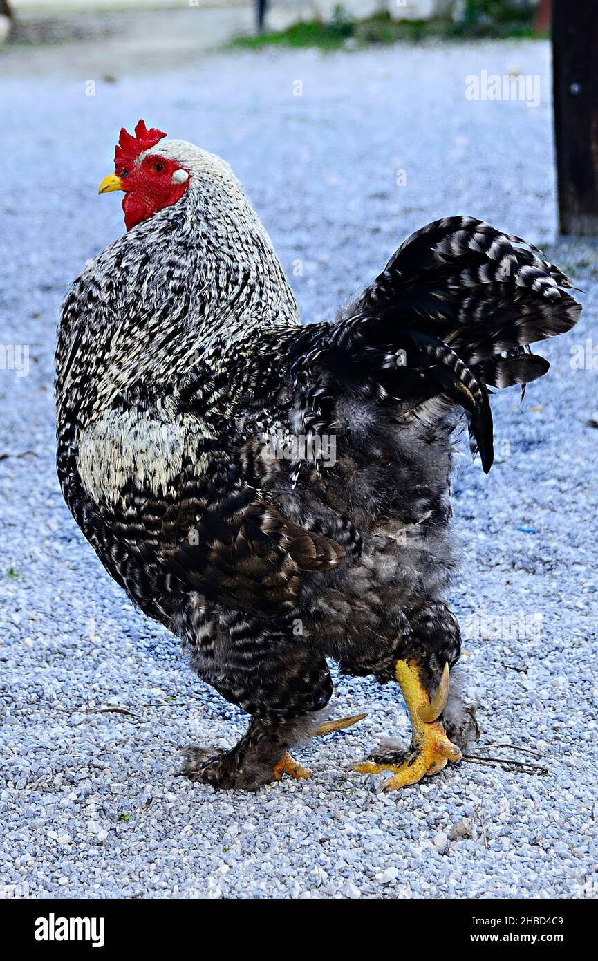 The rooster and hen are the domestic subspecies of the Gallus gallus ...