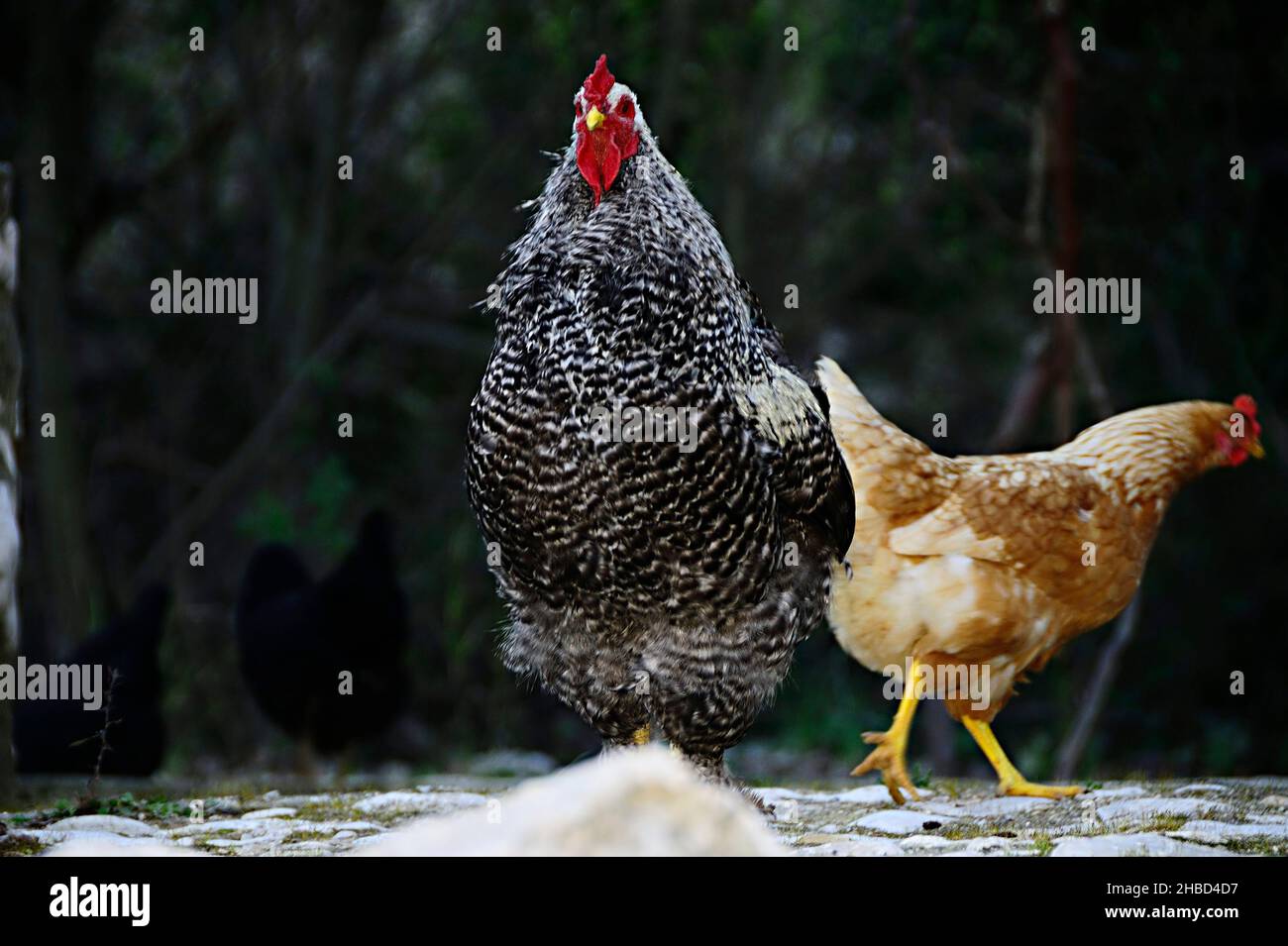 The rooster and hen are the domestic subspecies of the Gallus gallus ...