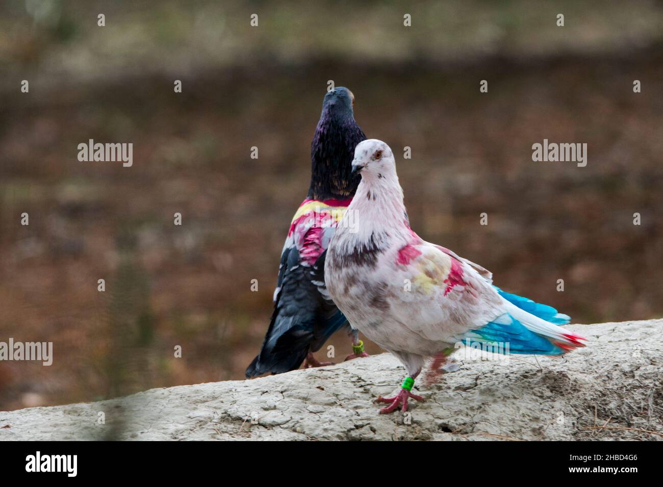 Sport pigeon - is a species of columbiform bird in the Columbidae ...