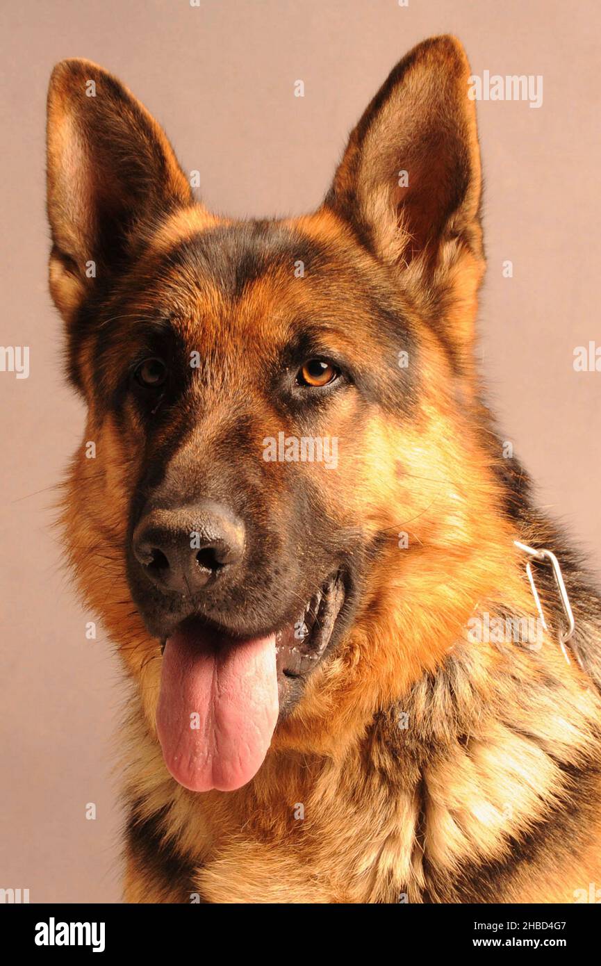 The German shepherd or sheepdog is a breed of dog that comes from ...