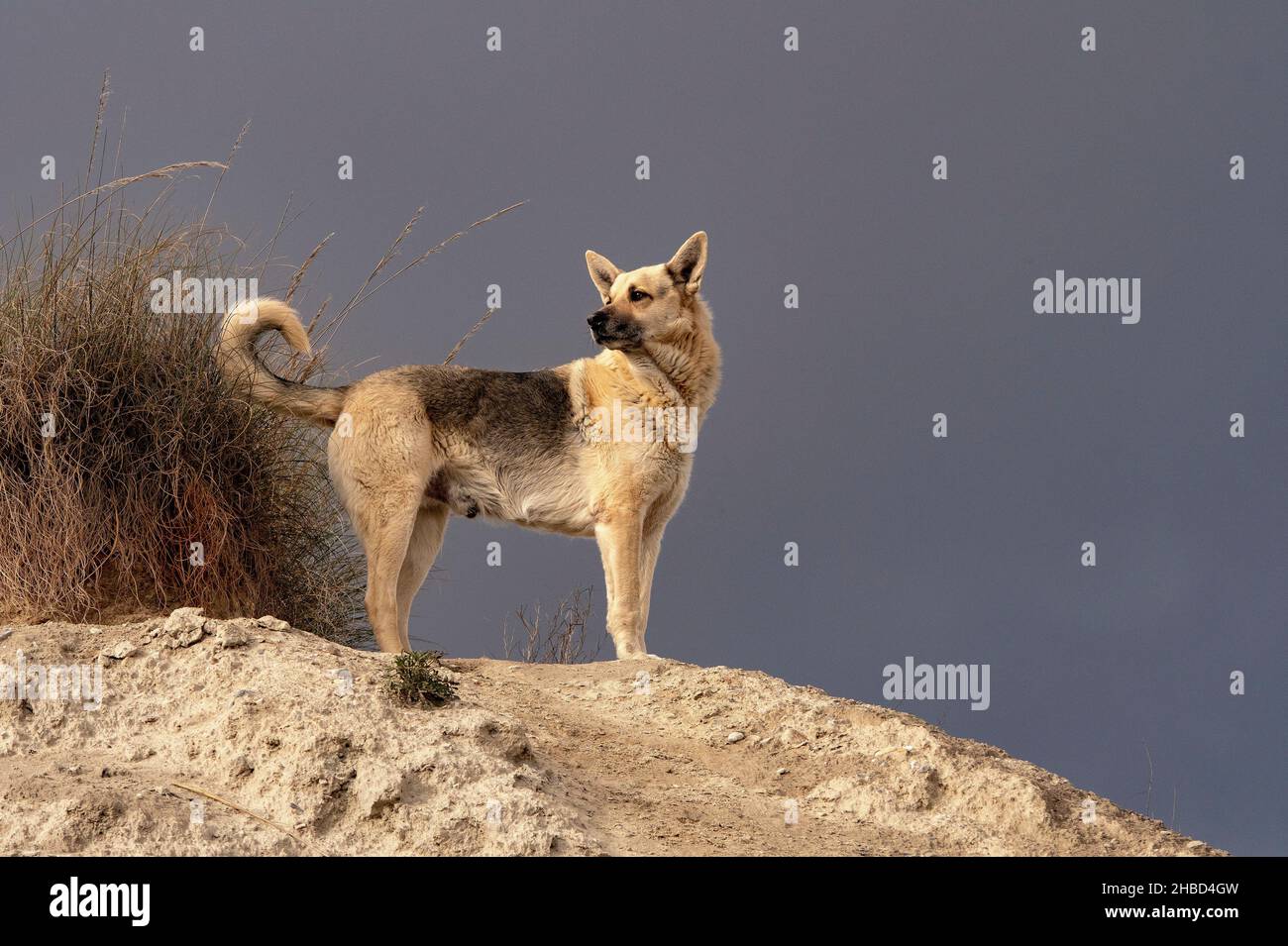 The dog, called the domestic dog or can Stock Photo - Alamy