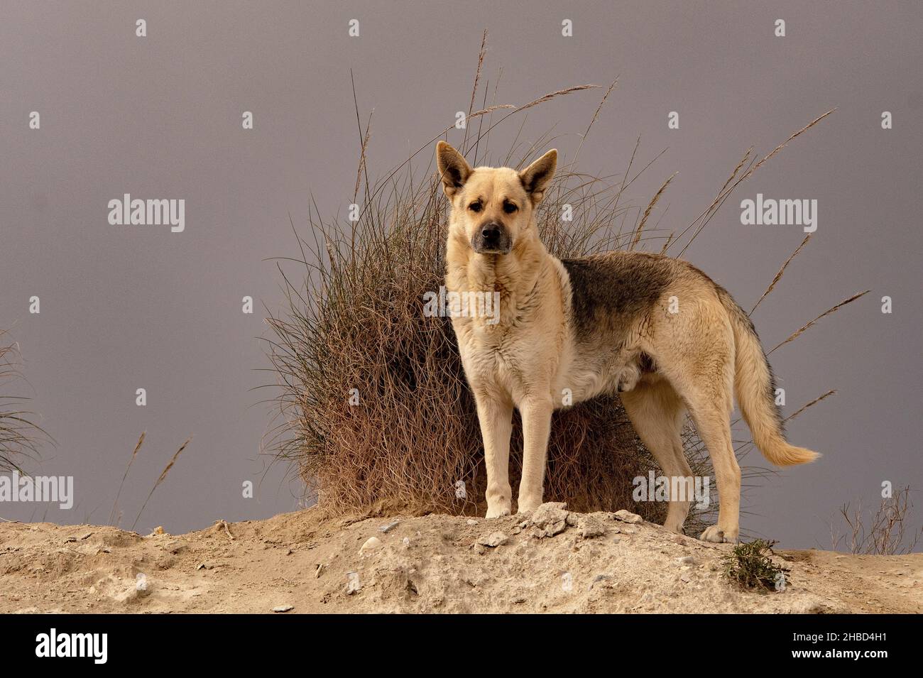 The dog, called the domestic dog or can Stock Photo - Alamy