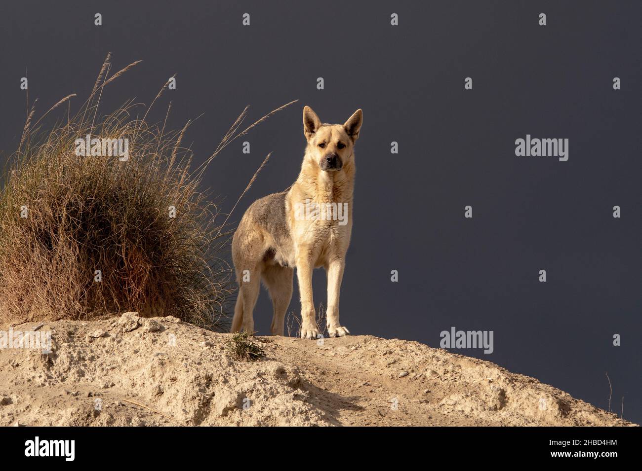 The dog, called the domestic dog or can Stock Photo - Alamy