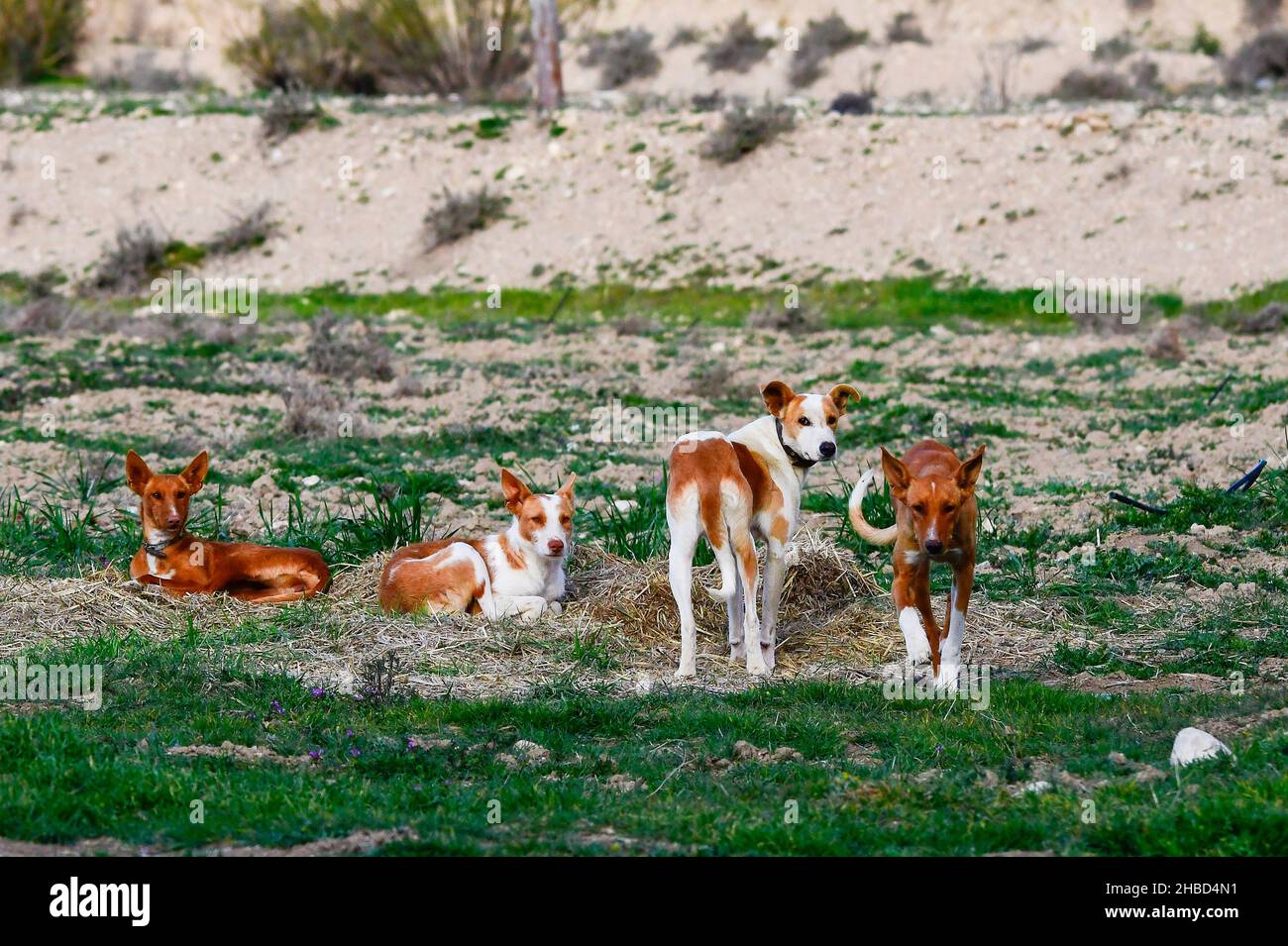 The dog, called the domestic dog or can Stock Photo - Alamy