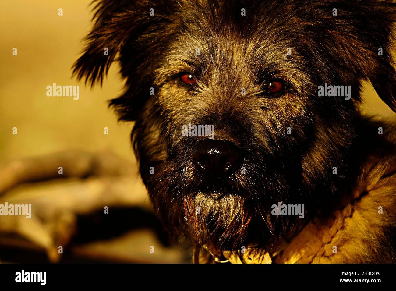 The Dog Called The Domestic Dog Or Can Stock Photo Alamy the-dog-called-the-domestic-dog-or-can-stock-photo-alamy