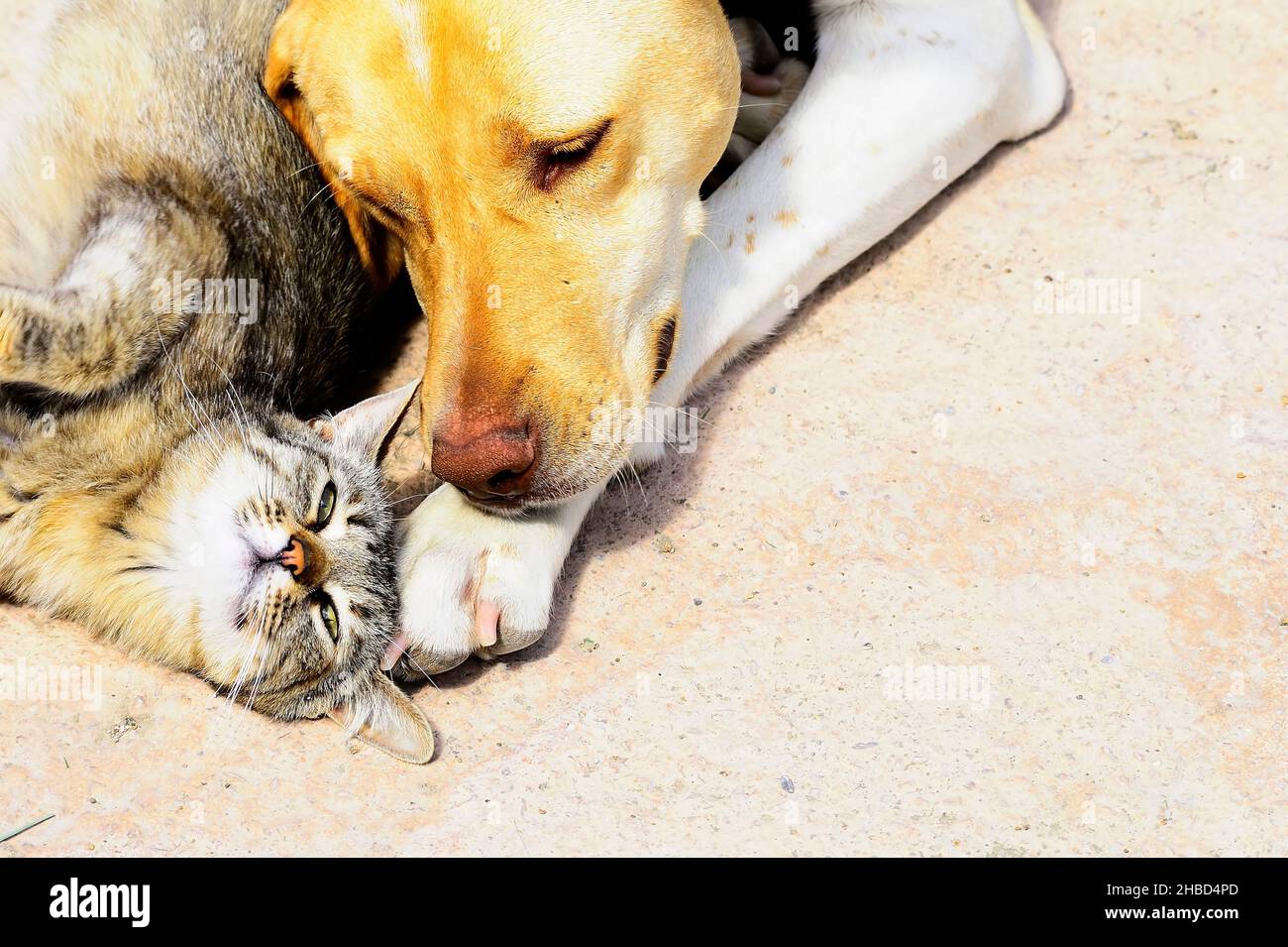 The dog, called the domestic dog or can Stock Photo - Alamy