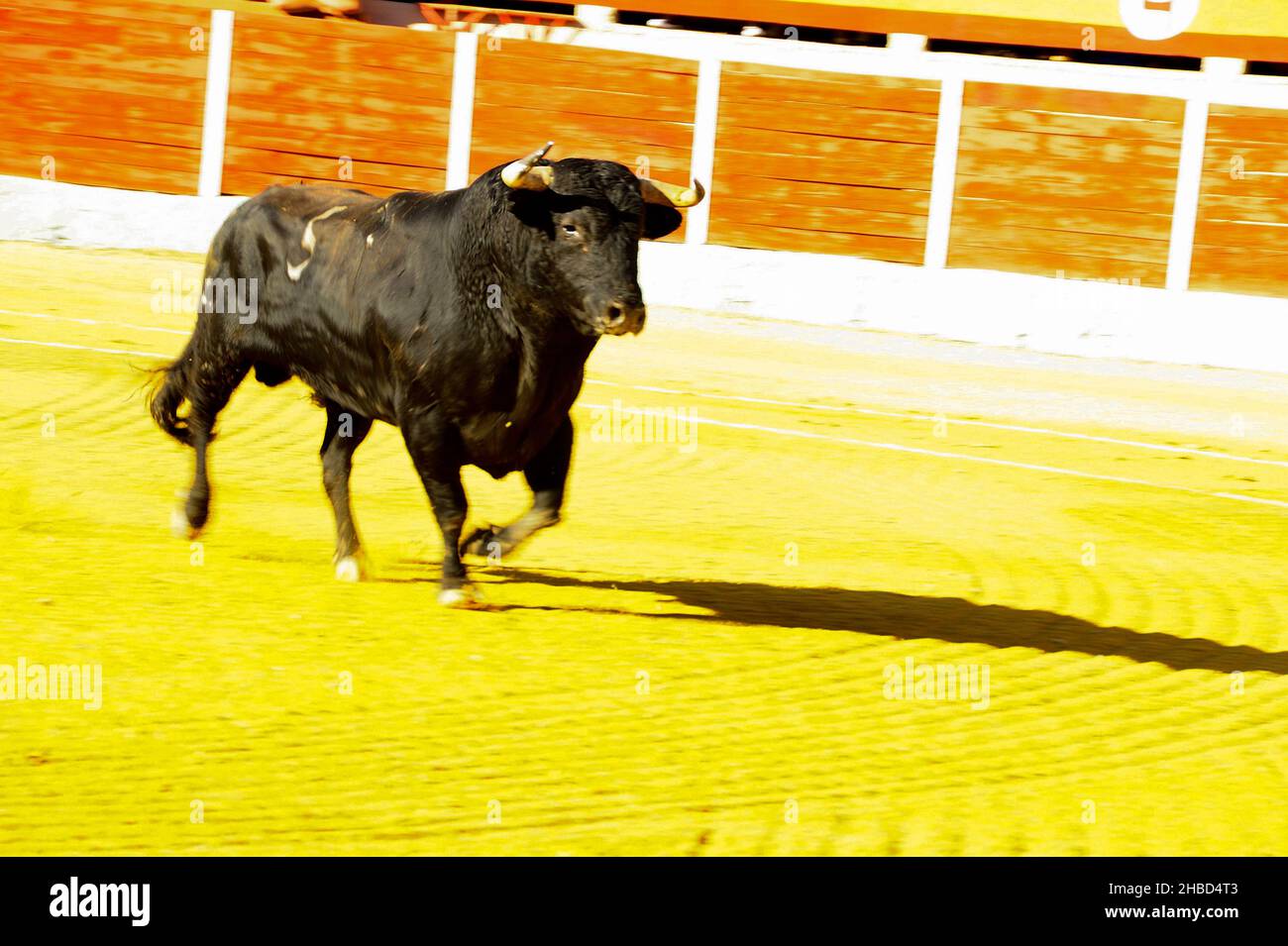 The fighting bull, also called a brave bull Stock Photo - Alamy