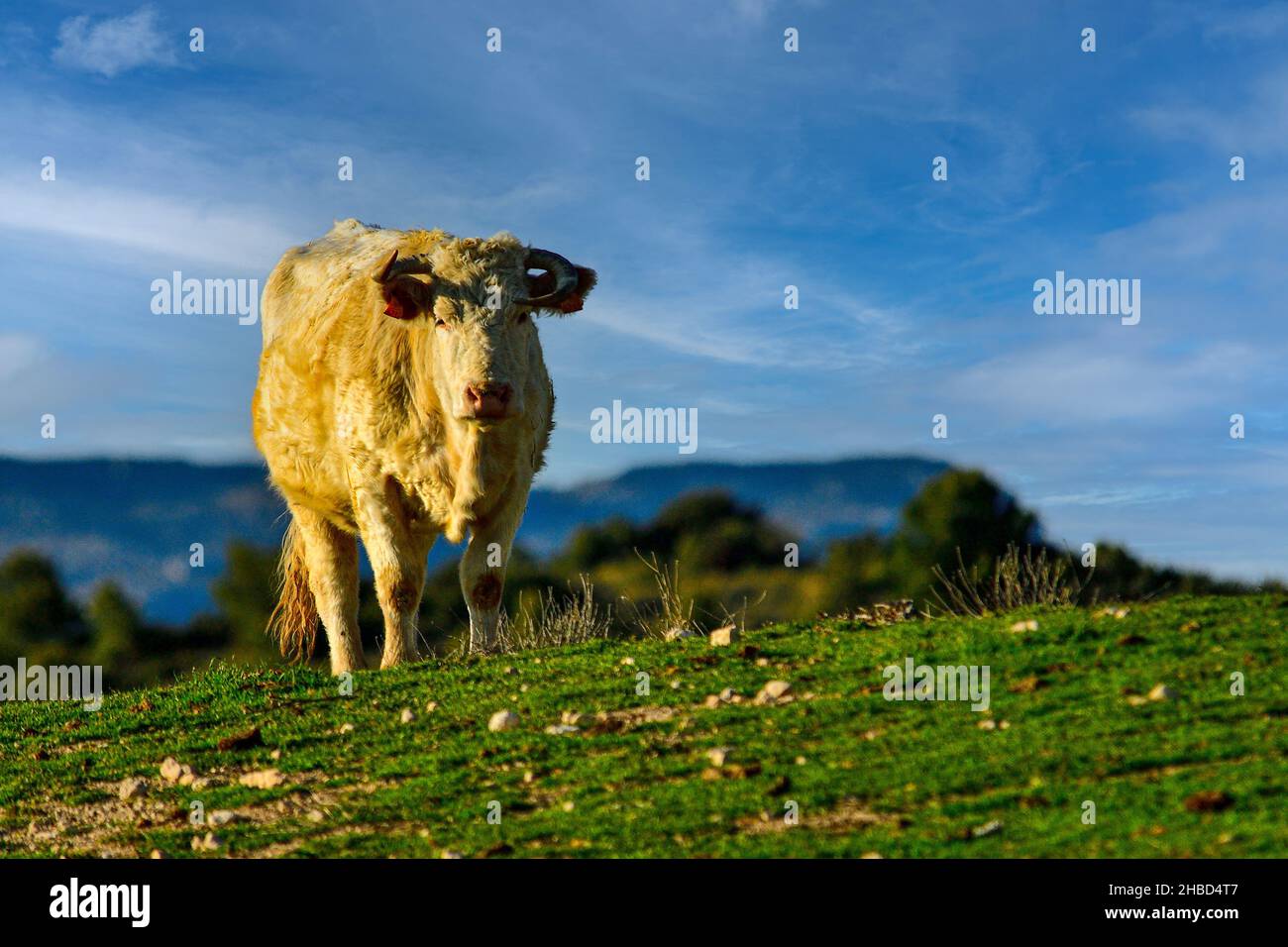 Bovidae family hi-res stock photography and images - Alamy