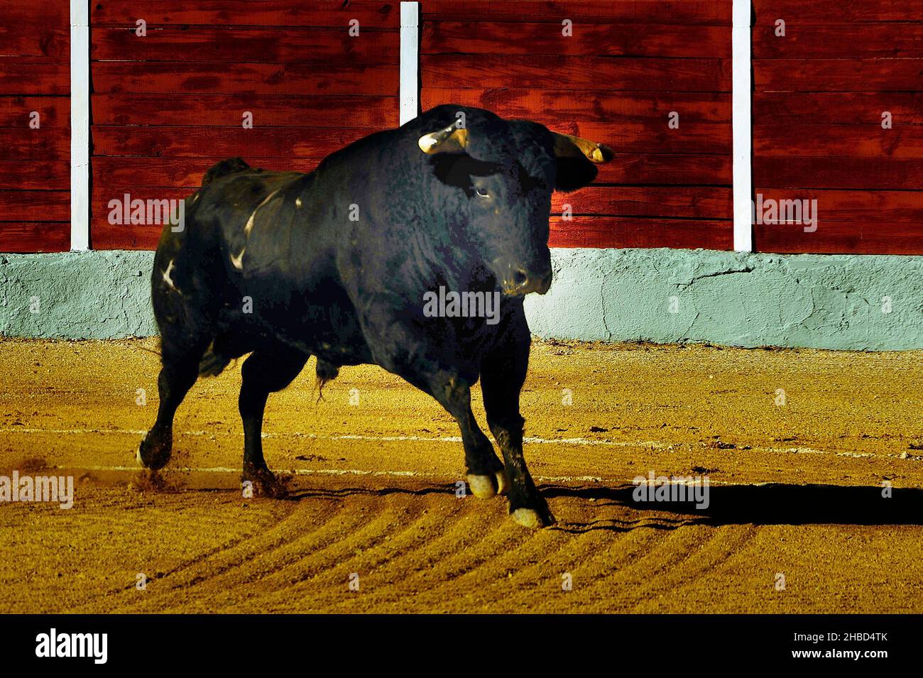 The fighting bull, also called a brave bull Stock Photo - Alamy