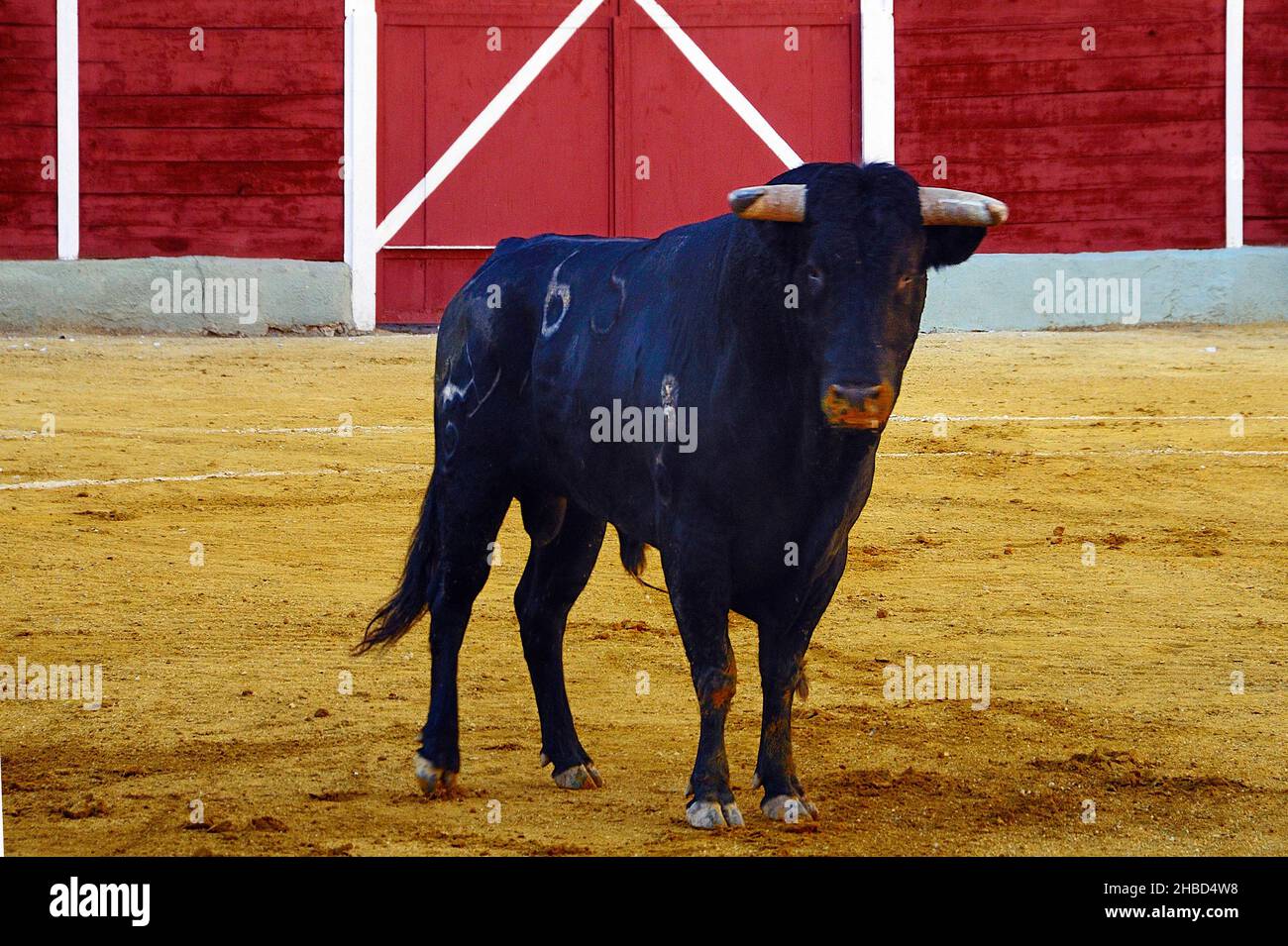The fighting bull, also called a brave bull Stock Photo - Alamy