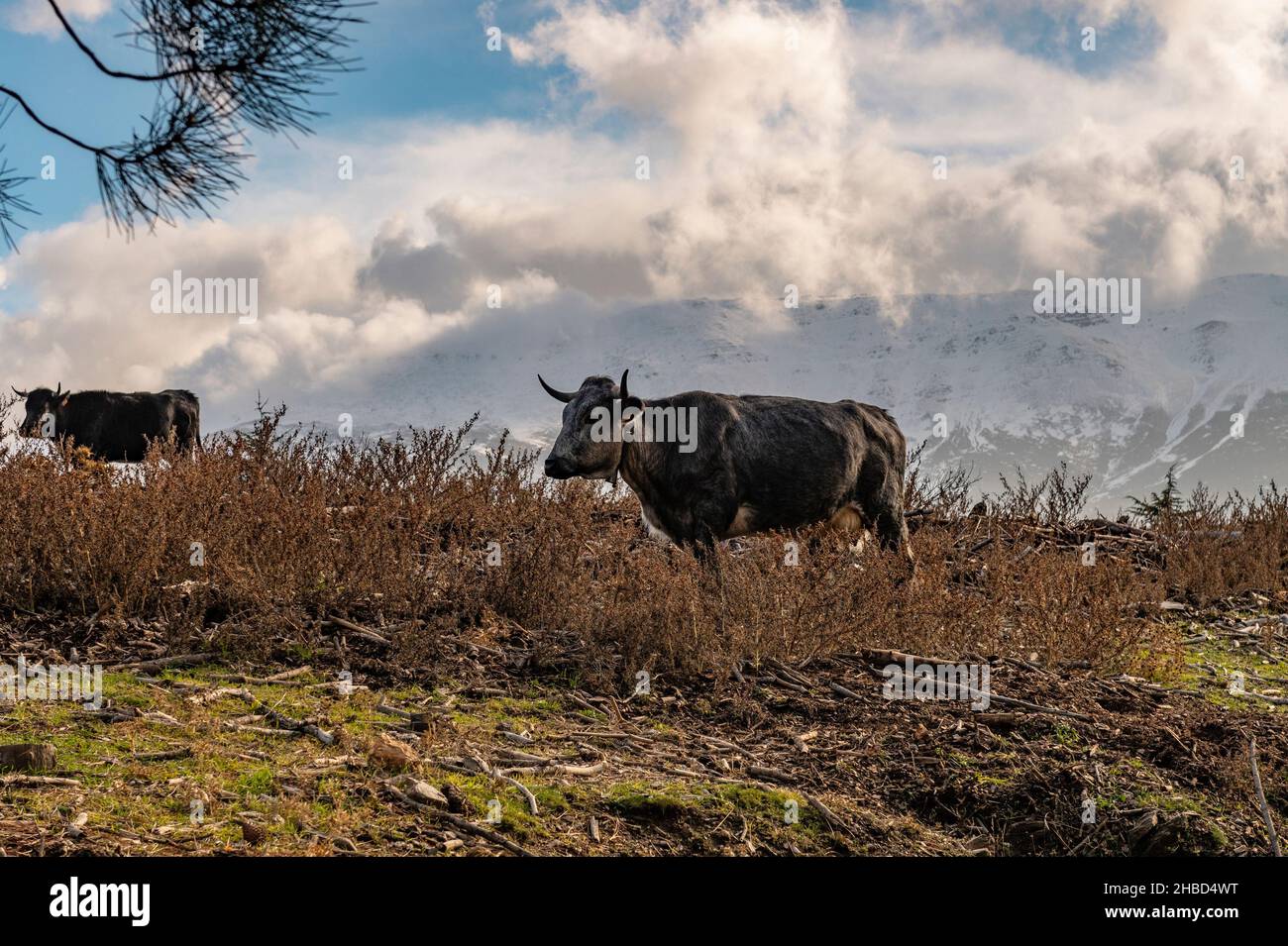 The cow - an artiodactyl mammal of the bovidae family Stock Photo - Alamy