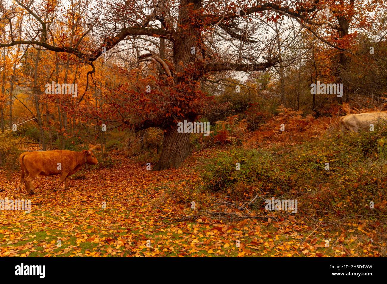 Bovidae family hi-res stock photography and images - Alamy