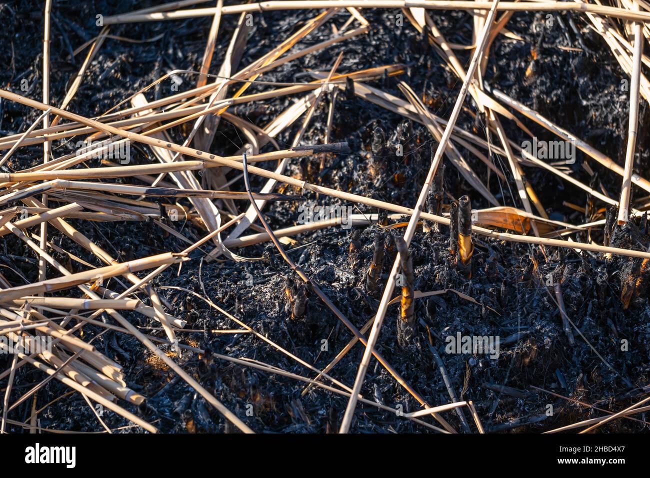 Spring fire, burnt field. Destruction of nature. Fires caused by global ...