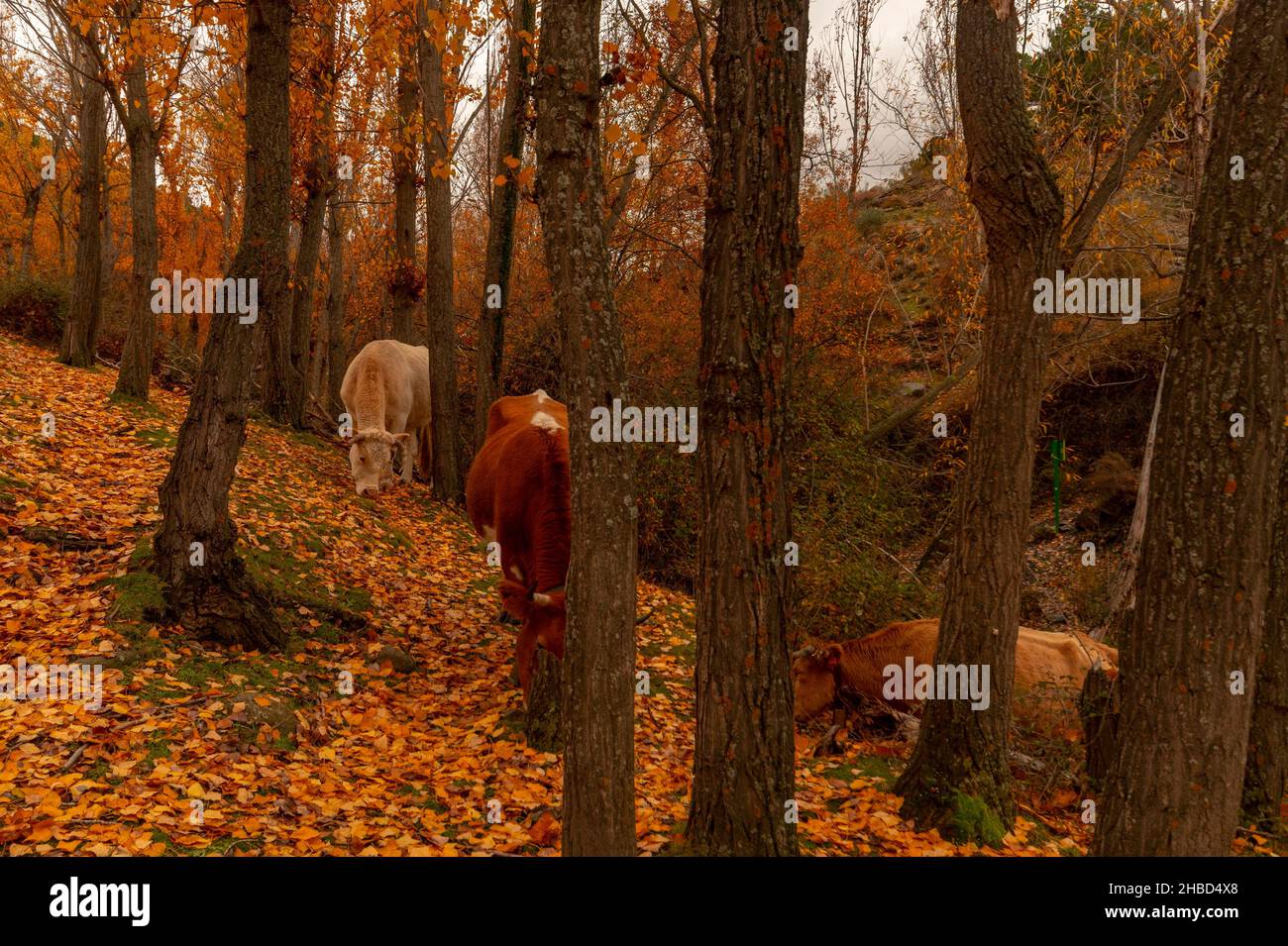 The cow - an artiodactyl mammal of the bovidae family Stock Photo - Alamy