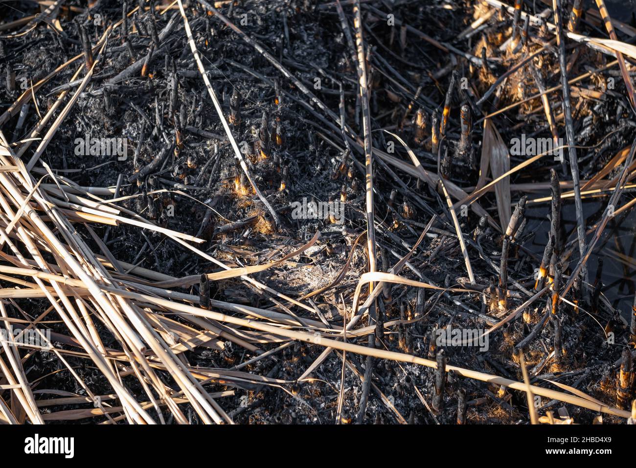 Spring fire, burnt field. Destruction of nature. Fires caused by global ...