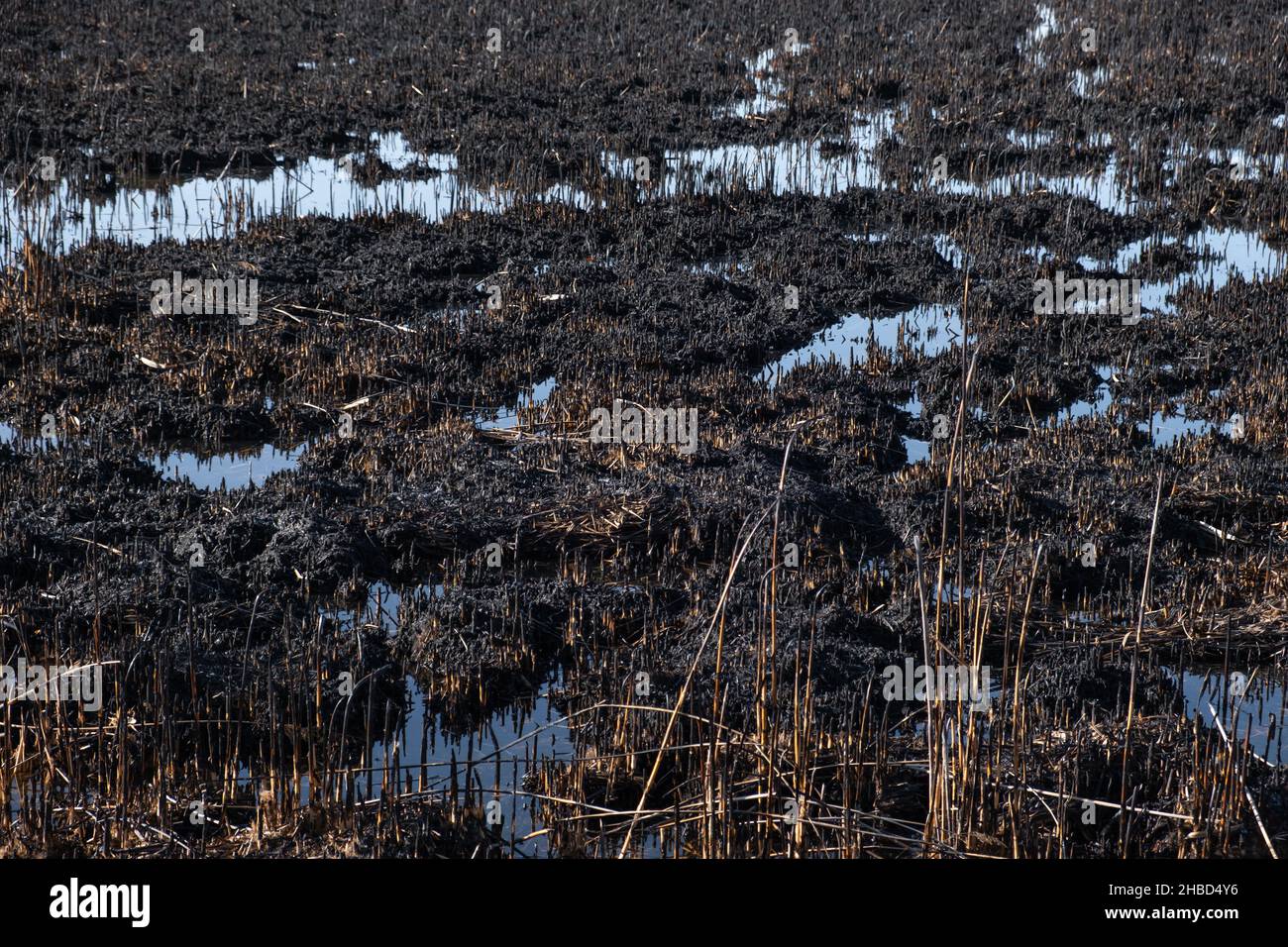 Spring fire, burnt field. Destruction of nature. Fires caused by global ...