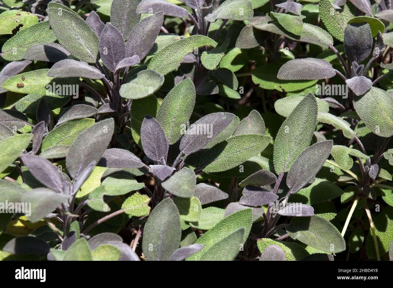 Sydney Australia, leaves of a salvia officinalis 'purpurascens' or ...