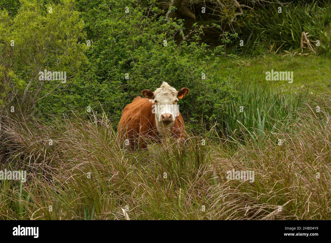 The cow - an artiodactyl mammal of the bovidae family Stock Photo - Alamy