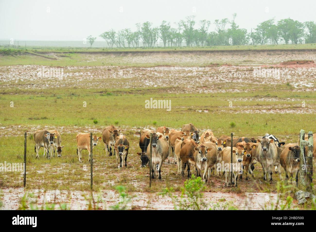 The cow - an artiodactyl mammal of the bovidae family Stock Photo - Alamy