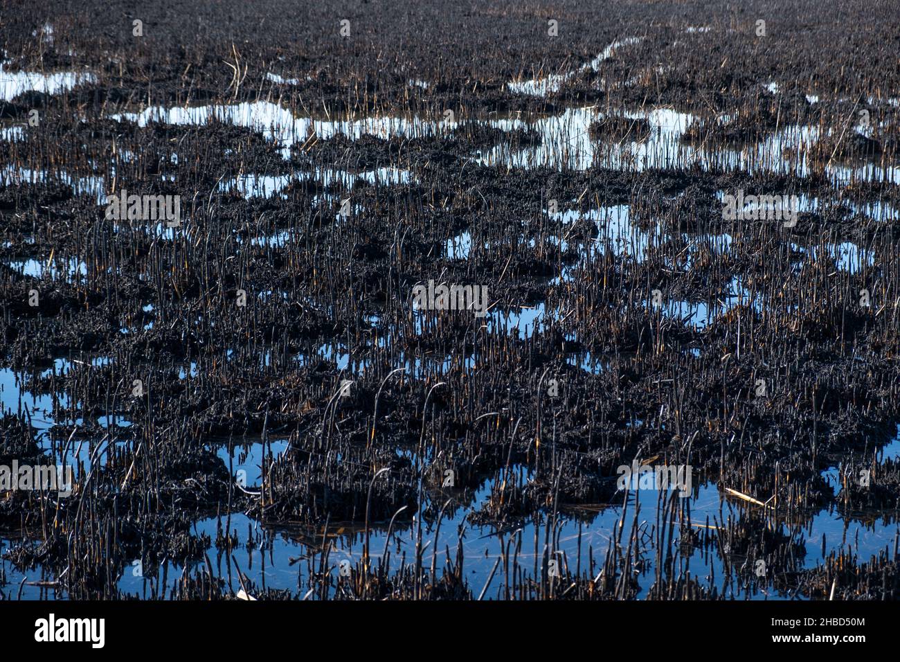 Spring fire, burnt field. Destruction of nature. Fires caused by global ...