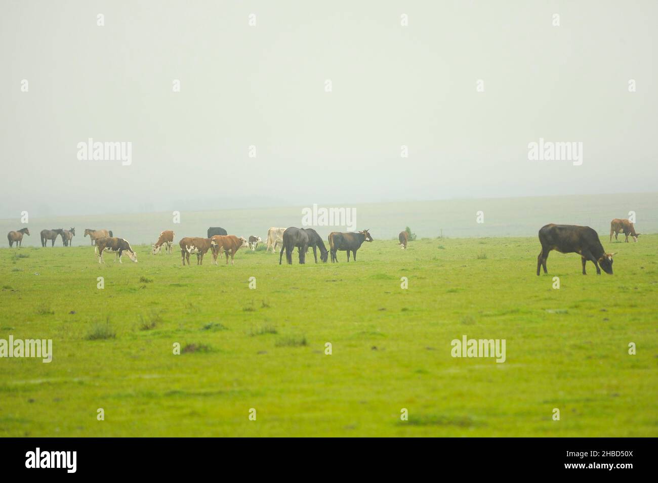 The cow - an artiodactyl mammal of the bovidae family Stock Photo - Alamy