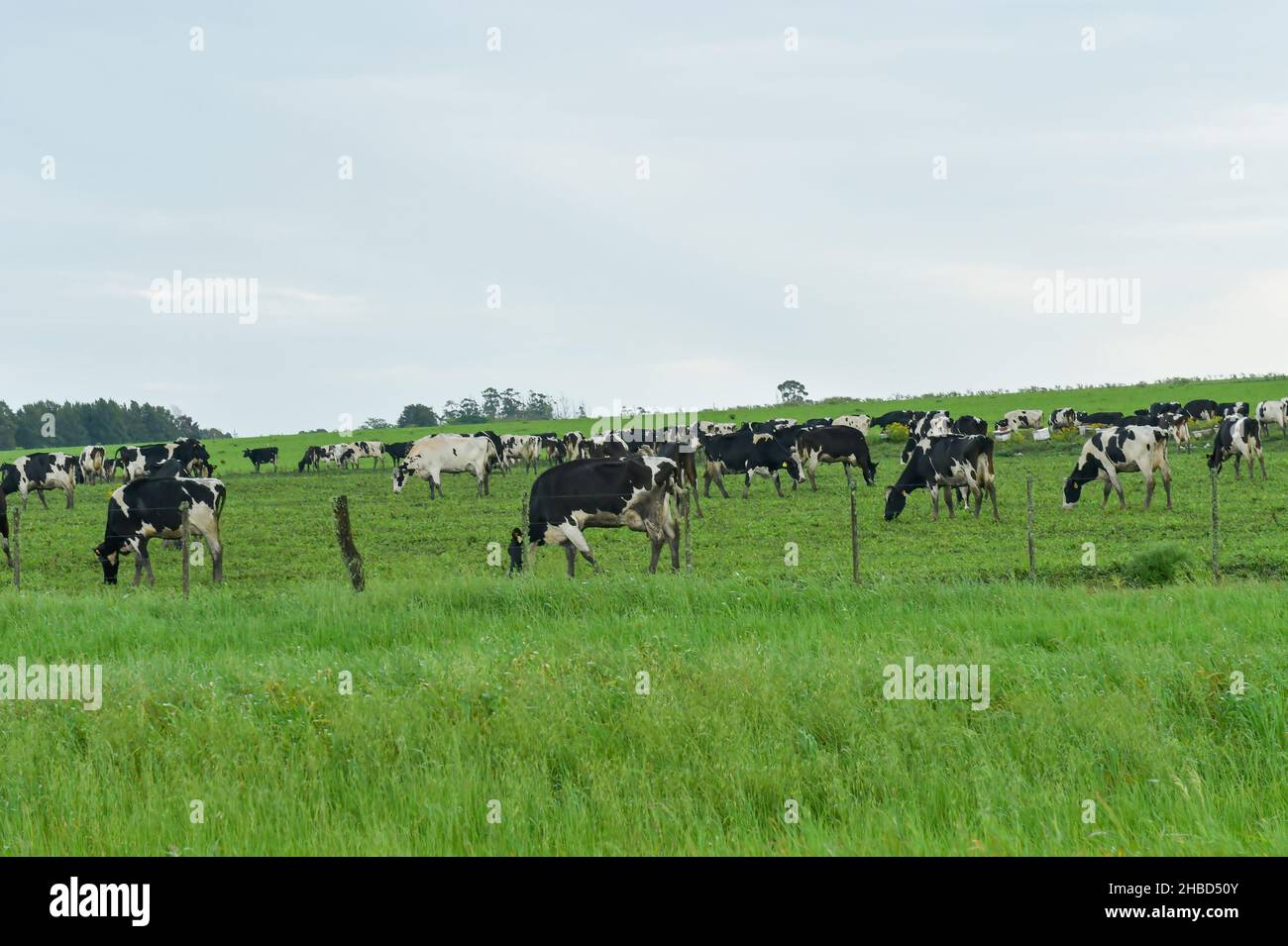 The cow - an artiodactyl mammal of the bovidae family Stock Photo - Alamy