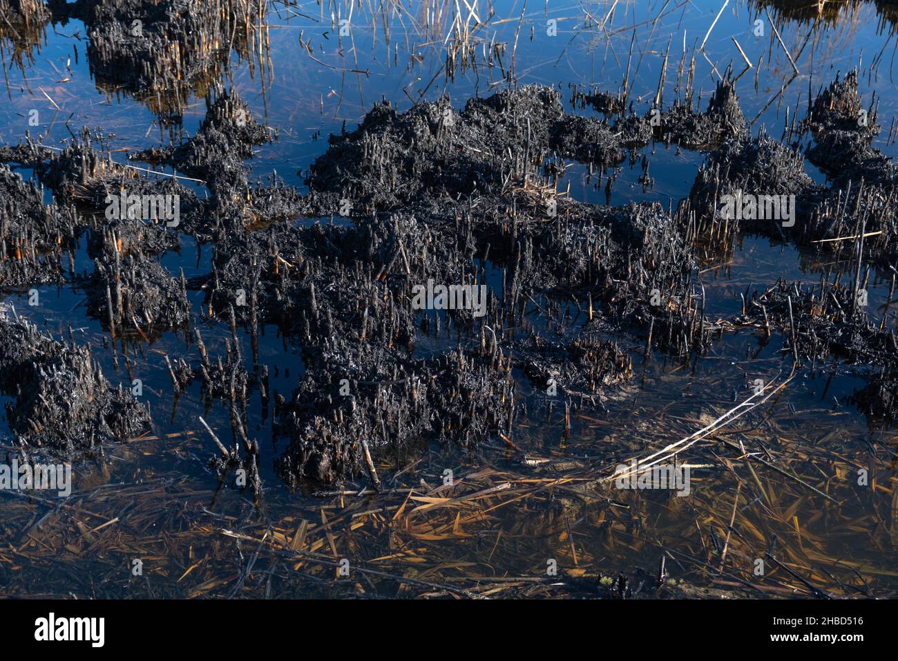 Spring fire, burnt field. Destruction of nature. Fires caused by global ...