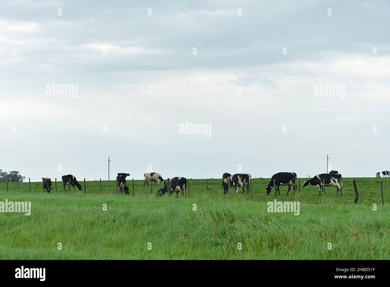 The cow - an artiodactyl mammal of the bovidae family Stock Photo - Alamy
