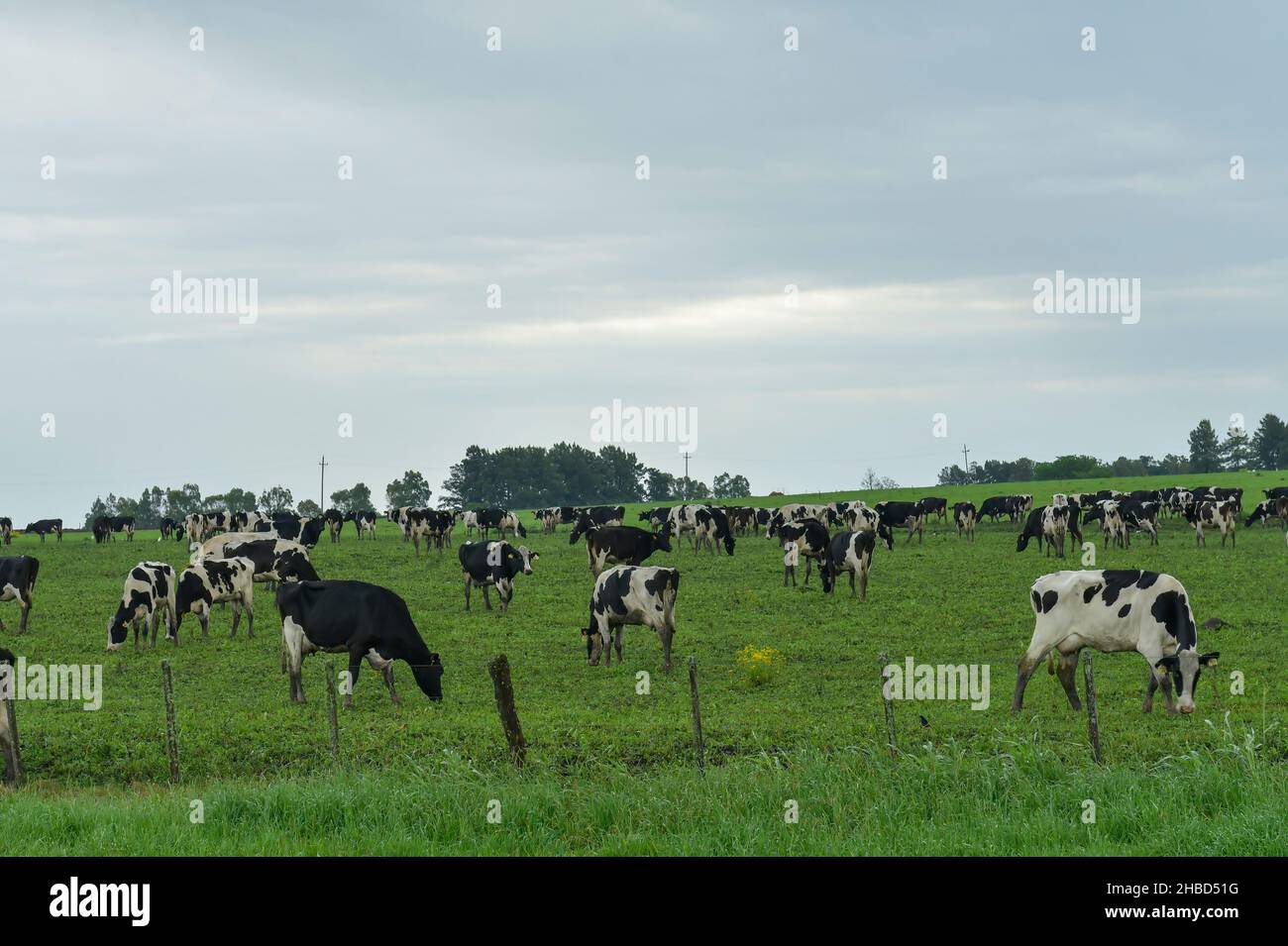The cow - an artiodactyl mammal of the bovidae family Stock Photo - Alamy