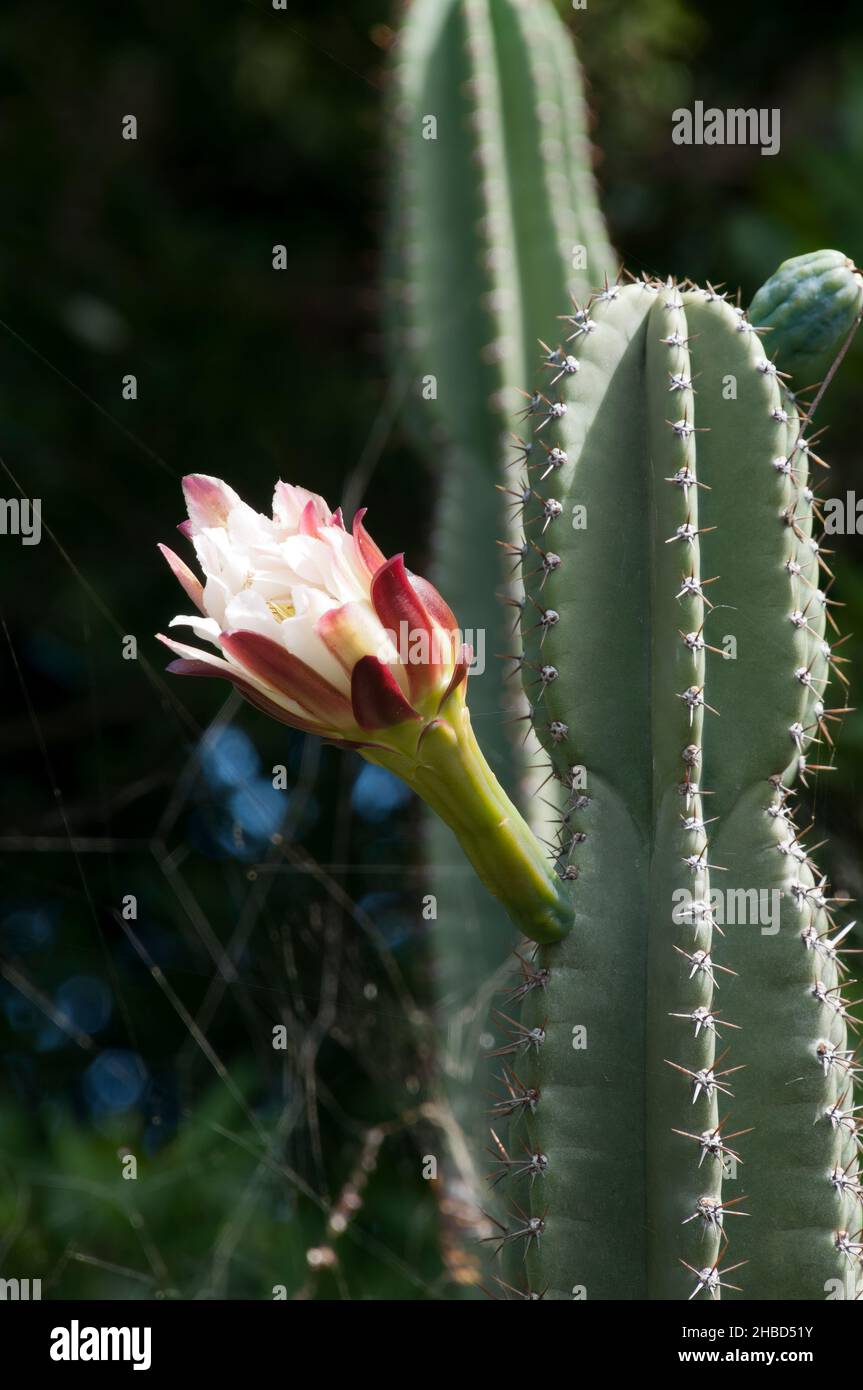Sydney Australia, flower stalk of a cereus peruvianus or night blooming ...