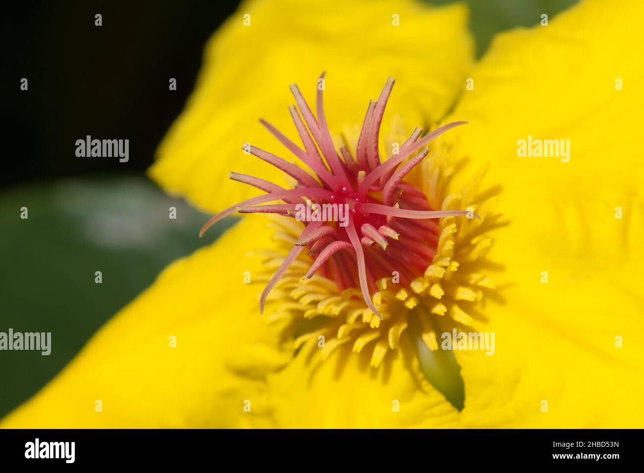 Sydney Australia, yellow flower with pink spiky centre of the golden ...