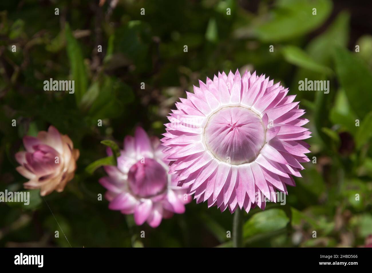 Sydney Australia, flowers of an Australian native paper daisy Stock ...