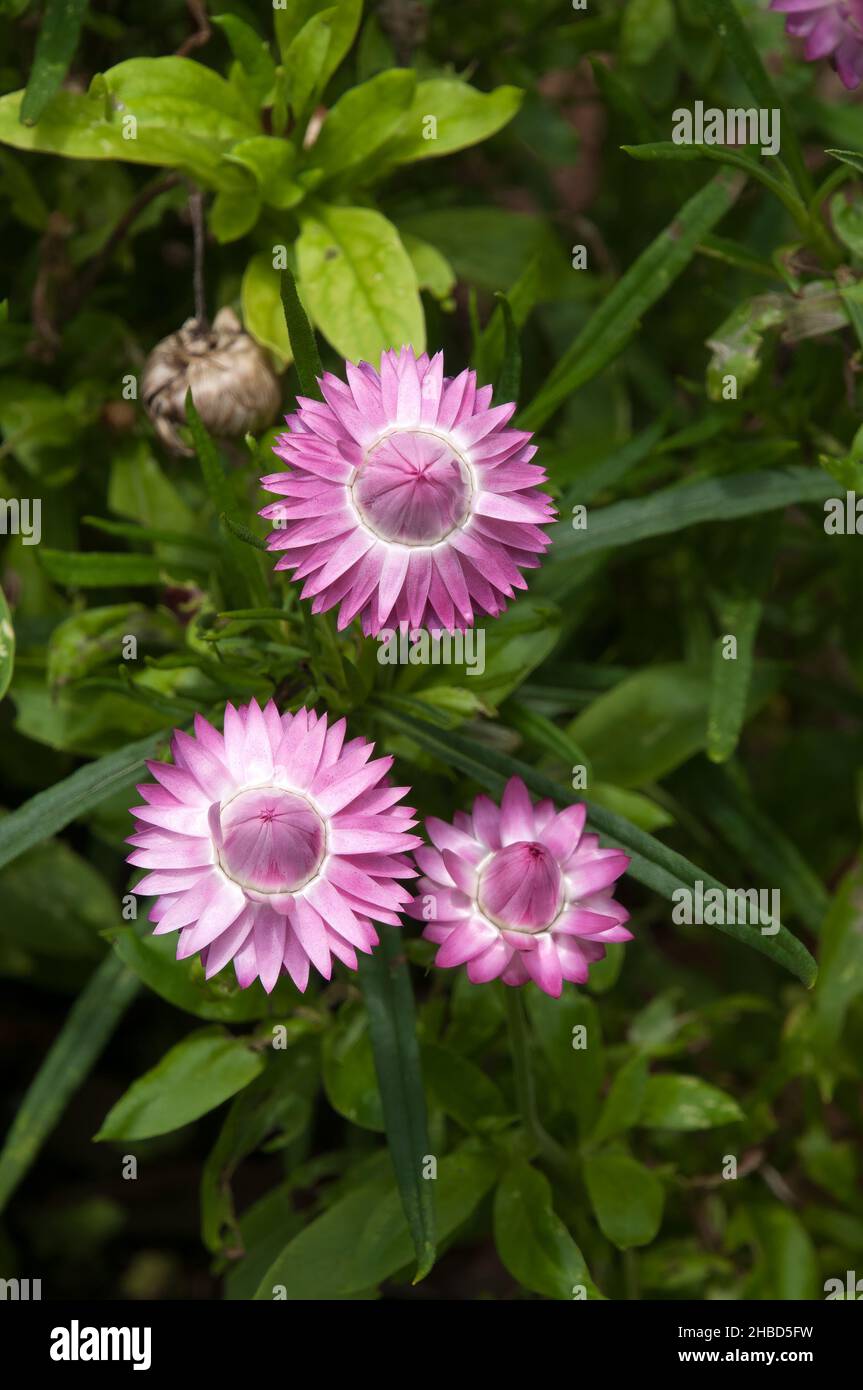 Australian native paper daisy hi-res stock photography and images - Alamy
