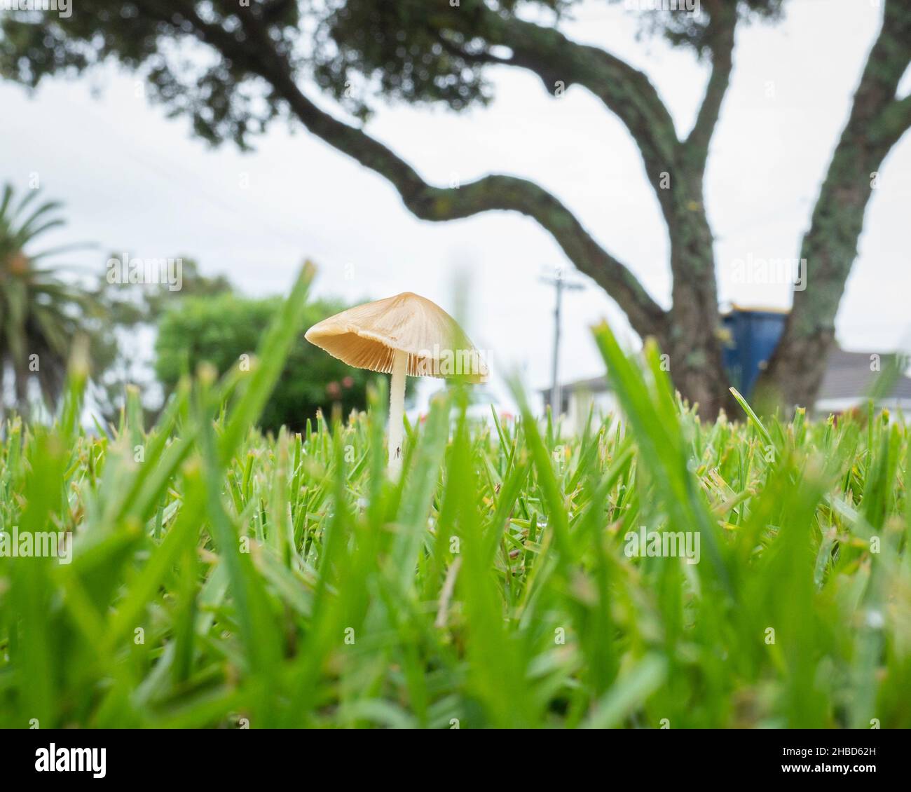 Close-up image of wild mushroom popping up in the lawn after a rainy ...