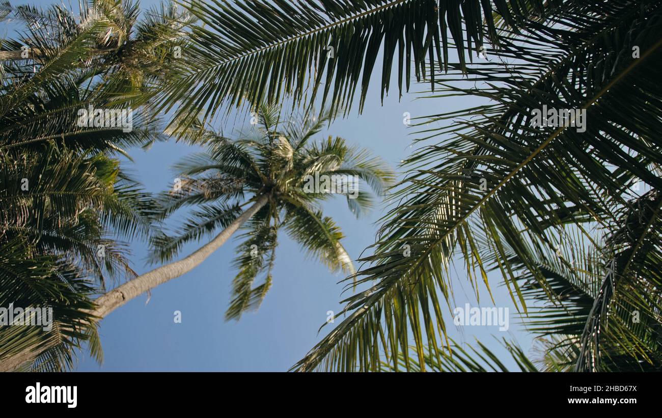 Wonderful high palm trees with large lush leaves waved by soft wind on ...