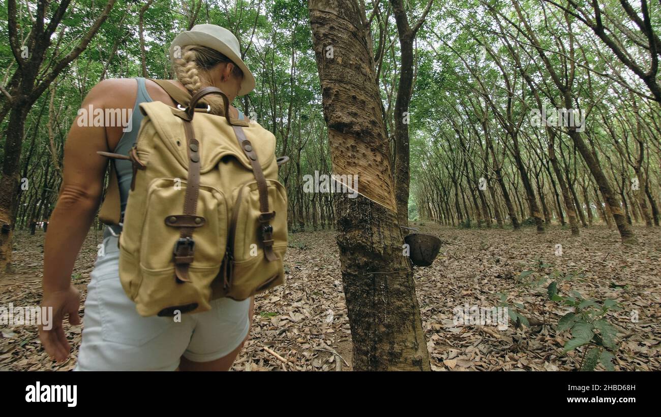 The traveler walks between trees plantation agriculture of asia for ...