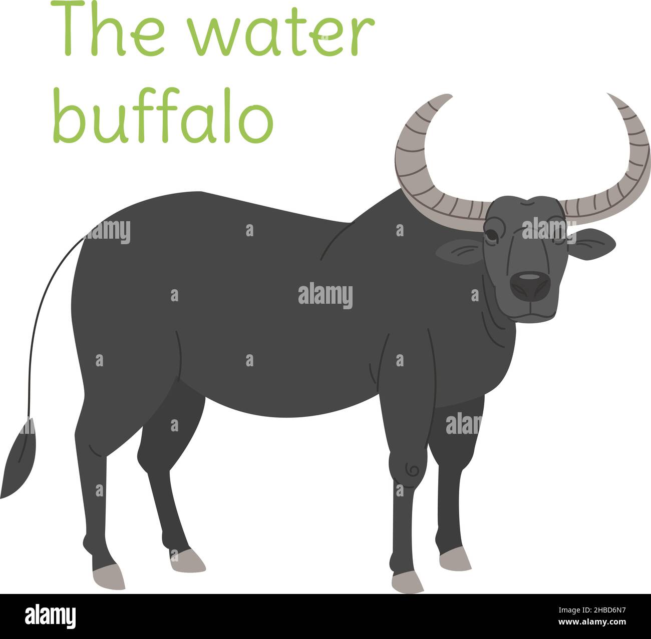 The water buffalo stands, an Australian animal. Flat vector ...