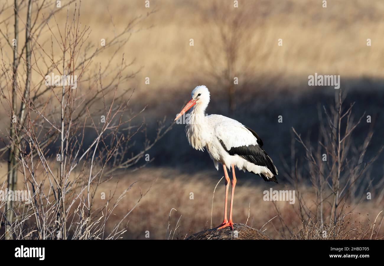 White stork standing on hill Stock Photo - Alamy