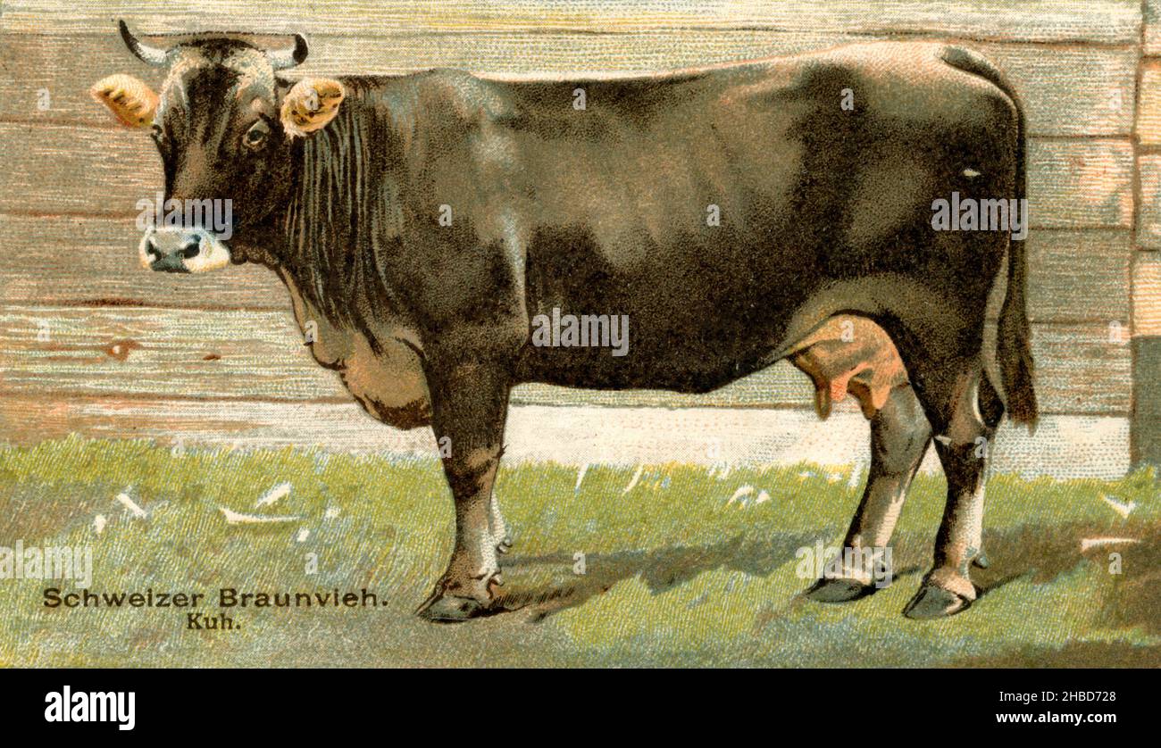 Cattle, cattle breed: Swiss brown cattle, cow , (agricultural book ...