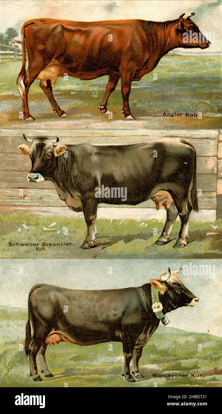 Montavon breed hi-res stock photography and images - Alamy