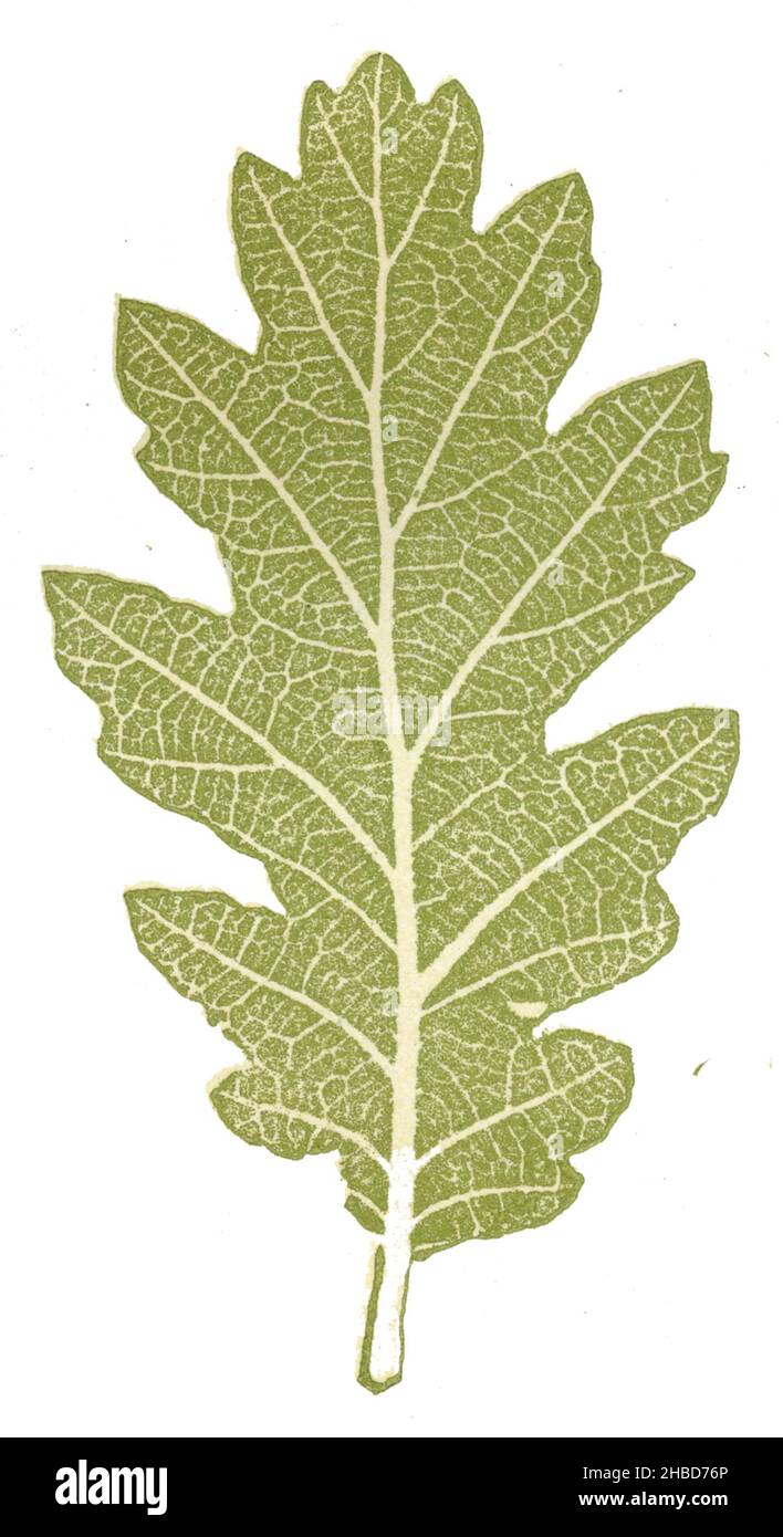 Feuille de blatt de blatt hi-res stock photography and images - Alamy