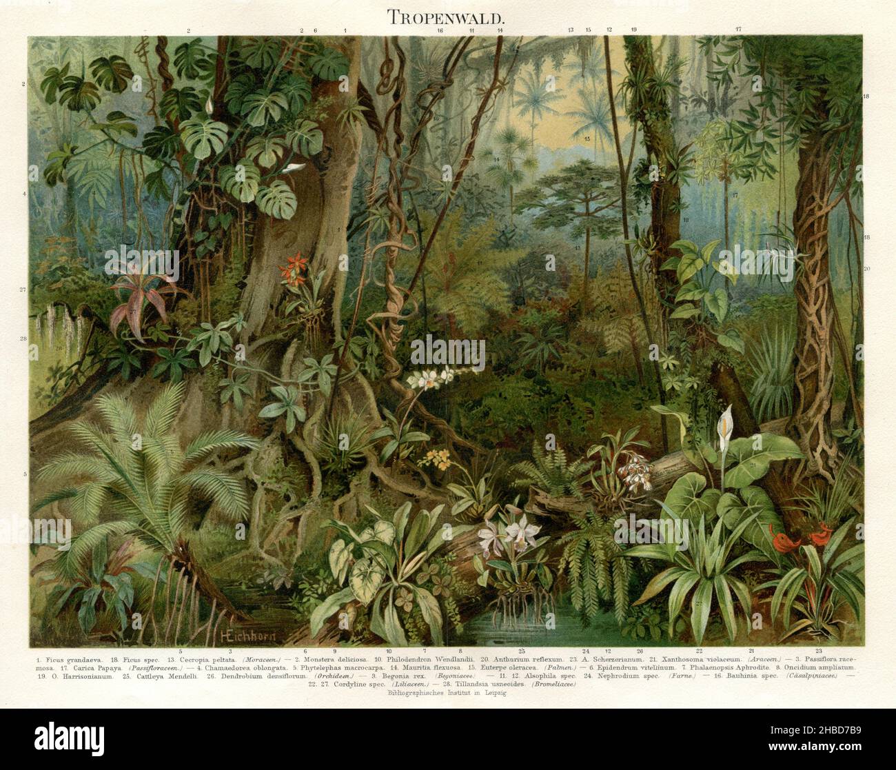 Tropical forest , (encyclopedia, ), Tropenwald Stock Photo - Alamy