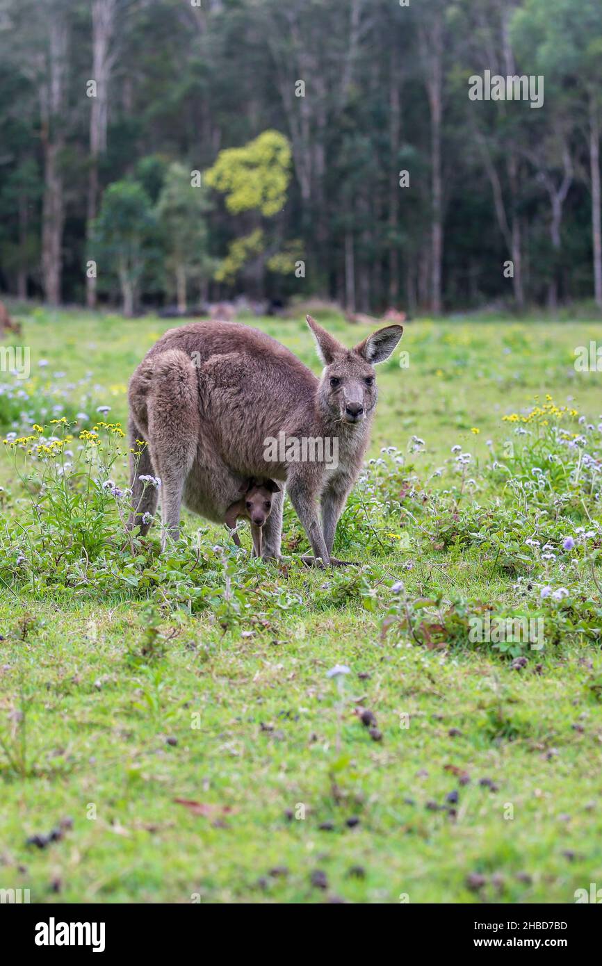 Kangaroo in a field Australia Stock Photo - Alamy