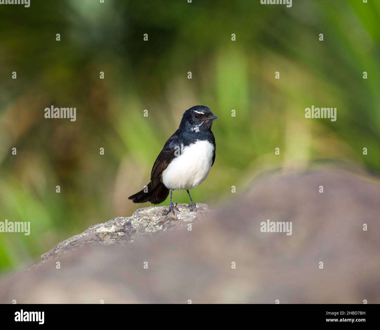 Willie Wagtail, Rhipidura leucophrys, black and white bird, native bird ...