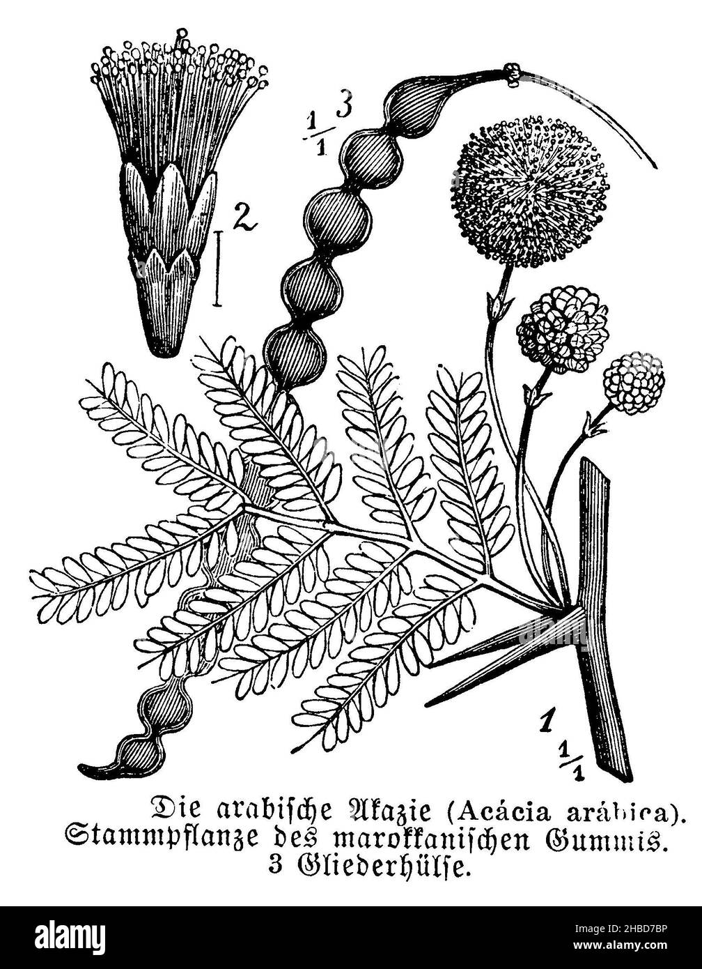 Arabian acacia Cut Out Stock Images & Pictures - Alamy