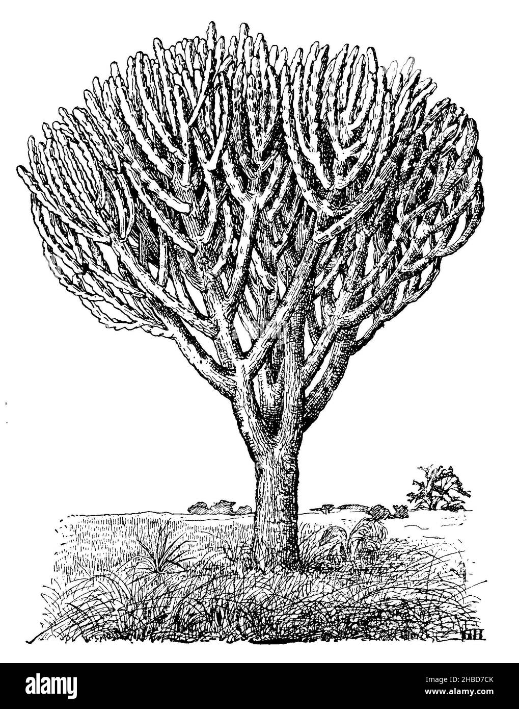 Euphorbia spurge tree Black and White Stock Photos & Images - Alamy