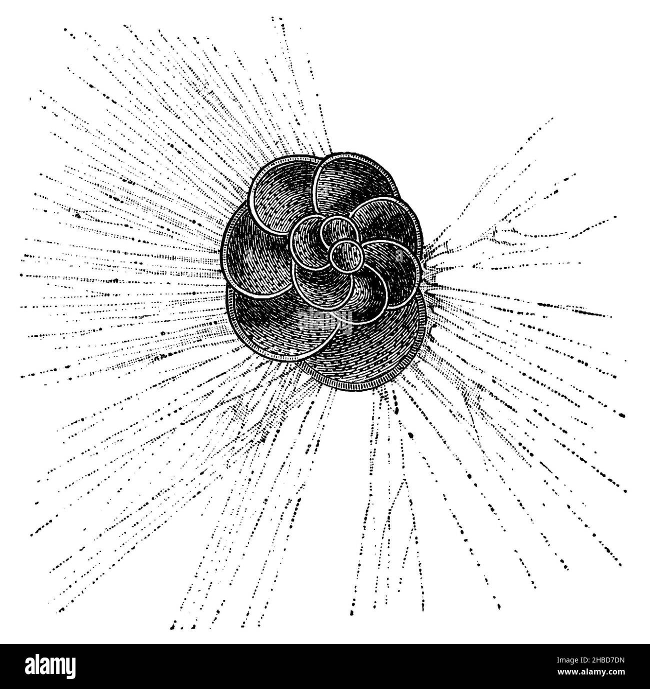 Rotalia veneta Cut Out Stock Images & Pictures - Alamy