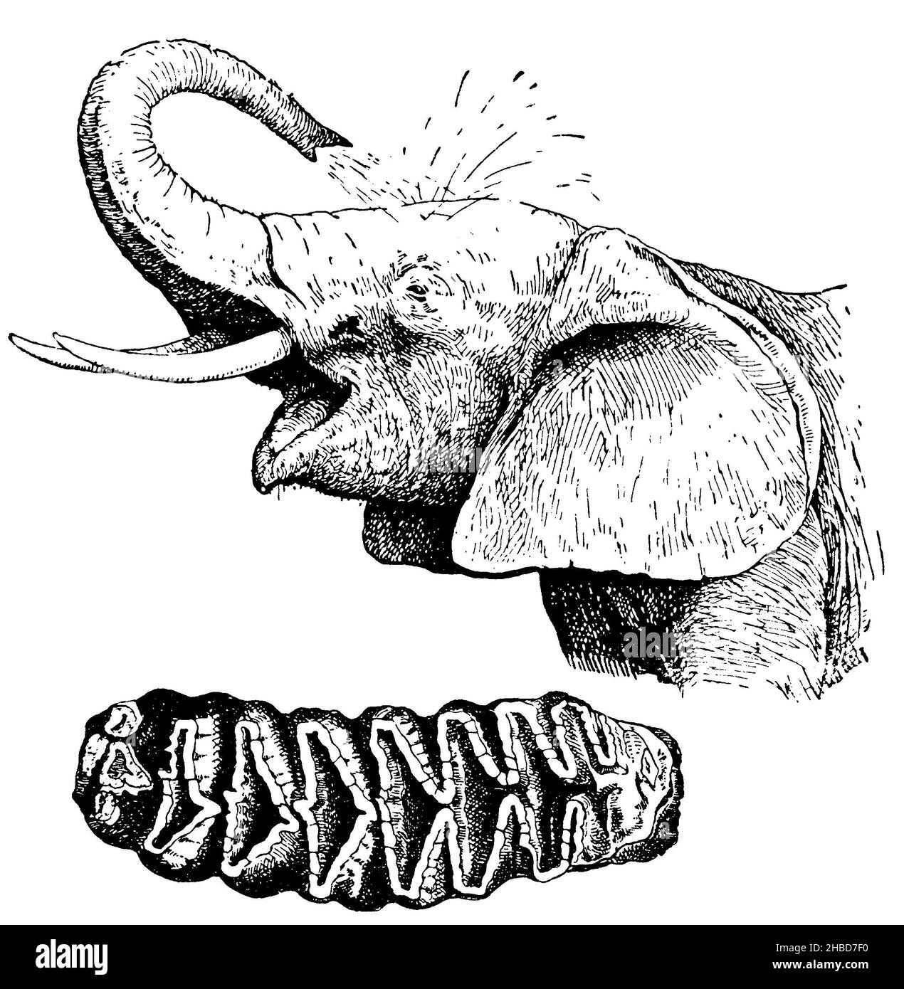 African elephant: skull and worn molar (below), , W[alter] Heubach ...